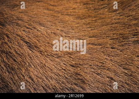 The fur of wild deer is rough and stiff. The fur is gray, fawn, light ...