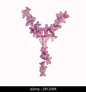 The letter B made of lilac flowers. Square photo with white background ...