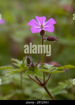 Closeup of single flower of herb robert (Geranium robertianum) in a ...