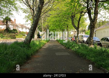 Tree covered walkway Stock Photo - Alamy