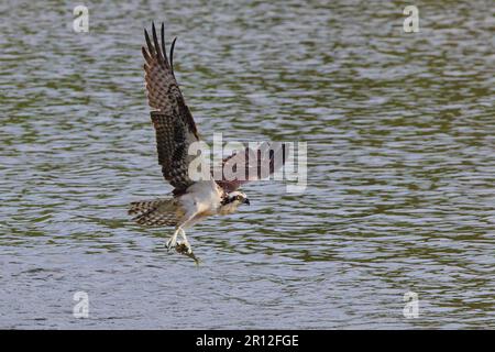 An osprey flying above the water's surface with freshly caught fish ...