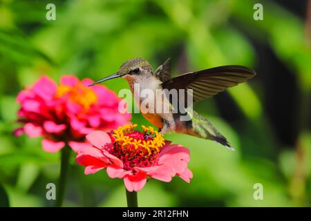 A closeup shot of a hummingbird collecting nectar from the flower Stock ...
