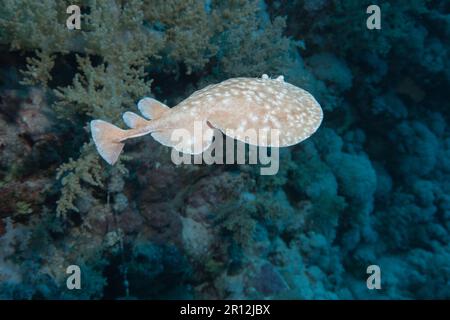 Leopard torpedo, electric ray Stock Photo - Alamy