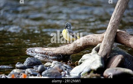Grey wagtail preening and feeding Stock Photo - Alamy