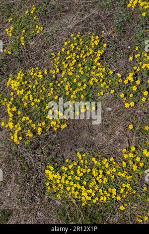 Potentilla neumanniana is a shrub with yellow flowers Stock Photo - Alamy