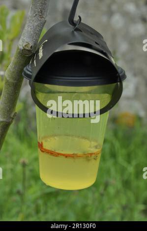 trap in the garden to catch Asian hornets Stock Photo - Alamy
