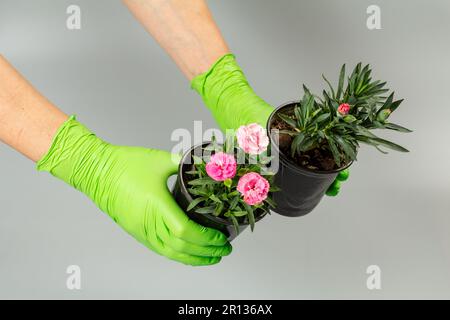 Cultivating carnation flowers in pots at home Stock Photo - Alamy