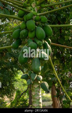 Papaya tree and fruits, farming in Anloga, Volta Region, Ghana, Africa ...