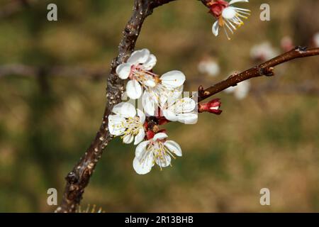Apricot fruit tree blossoms with dense white flowers in garden in ...