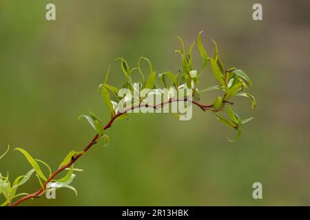 Salix 'Golden Curls' (Willow). A fast growing ornamental small tree or ...