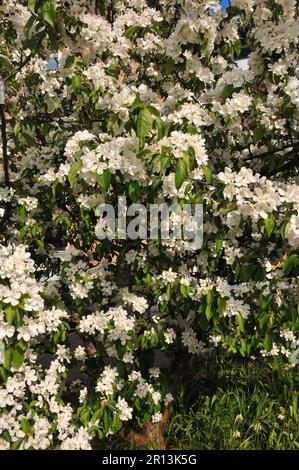 Copenhagen /Denmark/11 May 2023/ blossom flowers in danis capital ...