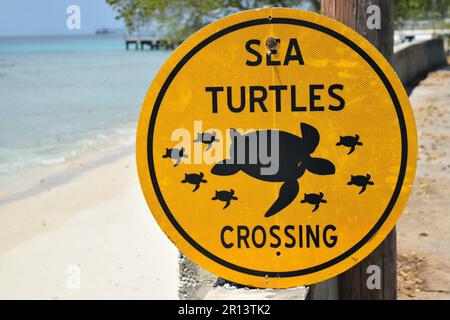 Barbados sea turtles crossing sign signage warning highway code ...