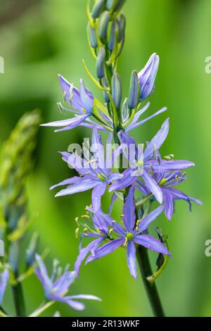 Camassia quamash, commonly known as camas, small camas, common camas ...