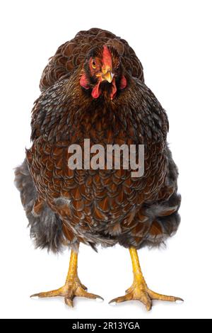 Wyandott chicken isolated on white background looks to the camera Stock ...