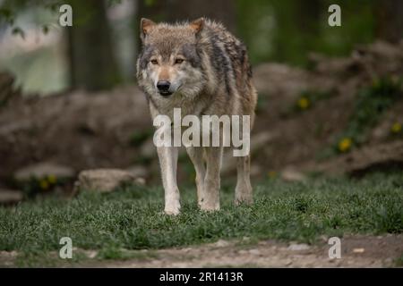 A grey wolf walking across a grassy meadow surrounded by trees in a ...