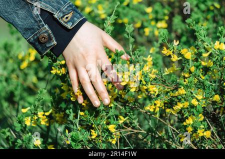 Hand of woman touching blossoming flowers in a flower field moody ...