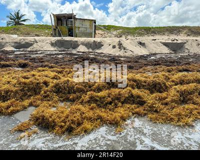 Sargassum seaweed on the beach at the Blue Zen resort on Caye Caulker ...