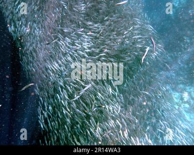 swarm of sardines in the pacific ocean near moalboal on cebu island ...