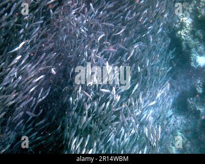 swarm of sardines in the pacific ocean near moalboal on cebu island ...
