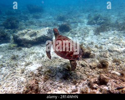 snorkeling with a sea turtle at moalboal on cebu island Stock Photo - Alamy