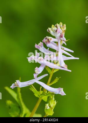 Corydalis flowers blooming in the spring garden on the Alpine hill ...