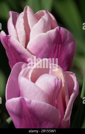 Beautiful Cup-shaped Tulips, Triumph Tulip,Tulipa "Holland Beauty" Cup ...