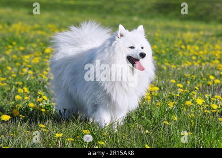 purebred white japanese spitz in spring against a background of grass ...