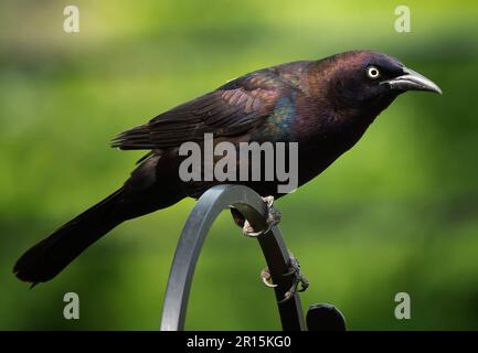 A Grackle arrives on the backyard deck Stock Photo - Alamy