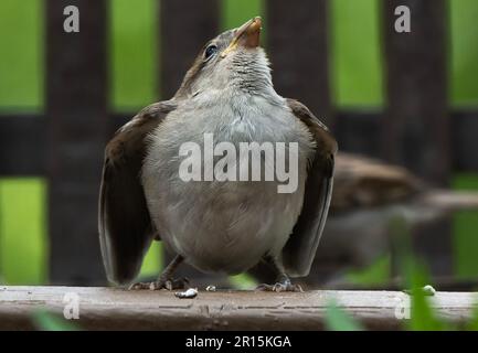 Puffed up Sparrow on the deck Stock Photo - Alamy