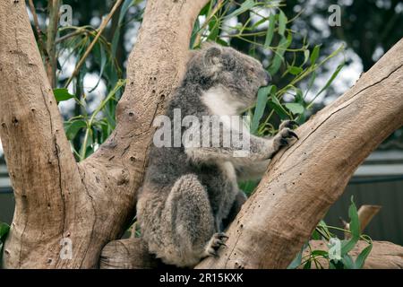 the koala has a large nose, bown eyes and white fluffy ears. It has ...