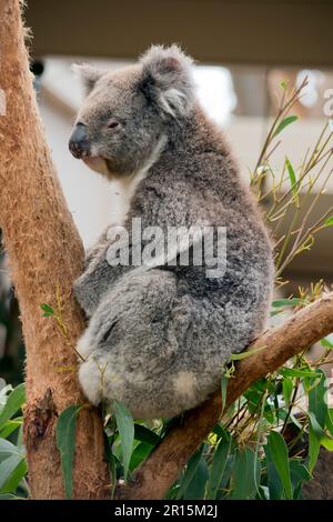 the koala has white fluffy ears, brown eyes and a large black nose ...