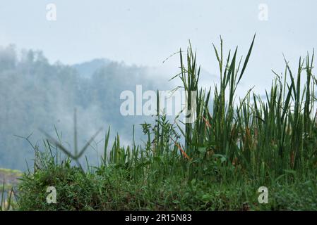 Vibrant green paddy plants covered in morning dew, set against a ...