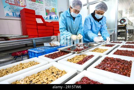 ZHANGYE, CHINA - MAY 10, 2023 - Workers select jujube in Zhangye ...