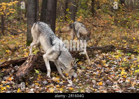 Grey Wolf (Canis lupus) Hops Over Log Back Legs Up Winter - captive ...