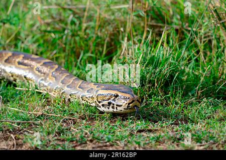 African rock python (Python sebae) srawling Masai Mara National Reserve ...