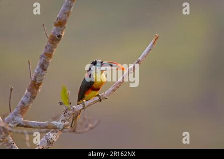 The Curly-Crested Aracari (Pteroglossus Beauharnaesii Stock Photo - Alamy