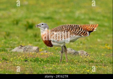 Great Bustard Spain Stock Photo - Alamy