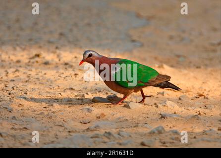 Green-winged Dove, Glossy Dove, Emerald Dove, Green-winged Doves ...