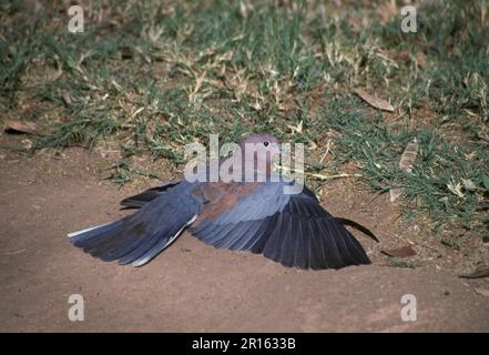 Palm Dove, Palm Doves, Senegal Dove, laughing doves (Streptopelia ...