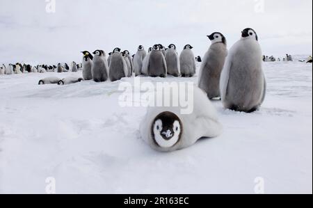 Emperor penguin chick in brood pouch, Brunt Ice Shelf, Weddell Sea ...
