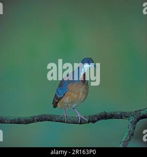 bartlett's bleeding heart (Gallicolumba criniger), breeding Stock Photo ...