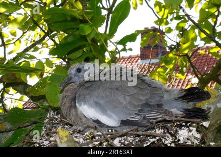 Wood Pigeon (Columbus palumbus) chick, close-up of head, in nest ...
