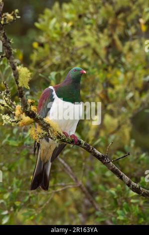 Maori Fruit Pigeon, new zealand pigeon (Hemiphaga novaeseelandiae ...