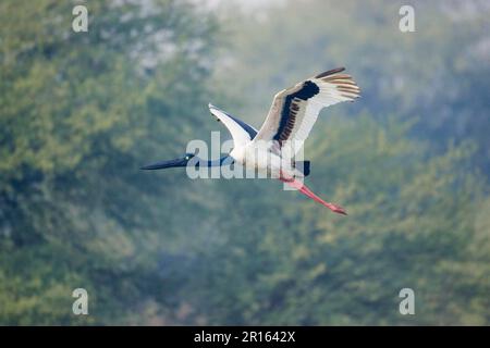 Xenorhynchus asiaticus, Giant Stork, Indian Great Stork, Giant Storks ...