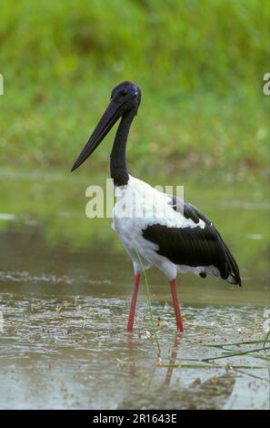 Xenorhynchus asiaticus, Giant Stork, Indian Great Stork, Giant Storks ...