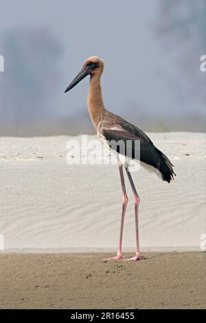 Xenorhynchus asiaticus, Giant Stork, Indian Great Stork, Giant Storks ...
