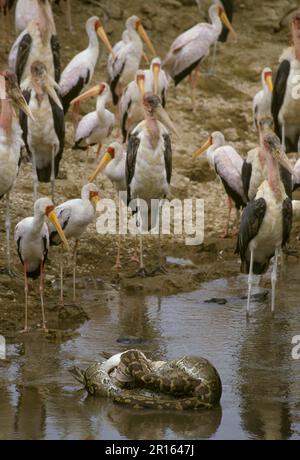 Yellow Billed Stork With Marabou Storks watching African Rock Python ...