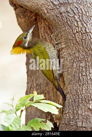 Lesser Yellownape (Picus chlorolophus) adult female, clinging to tree ...
