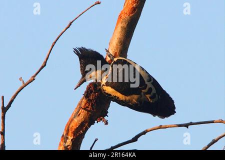 Male Heart spotted Woodpecker, Hemicircus canente, Dandeli, Karnataka ...