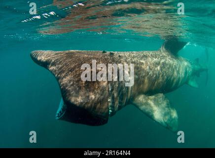 Basking shark (Cetorhinus maximus), Basking Shark, Other animals, Fish ...
